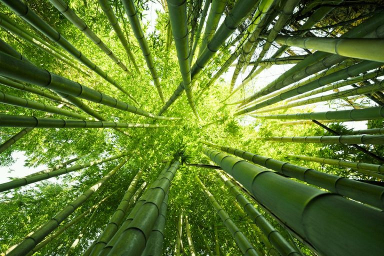Potensi Raksasa! Industri Bambu RI Bidik Pasar Global - AbnNews
